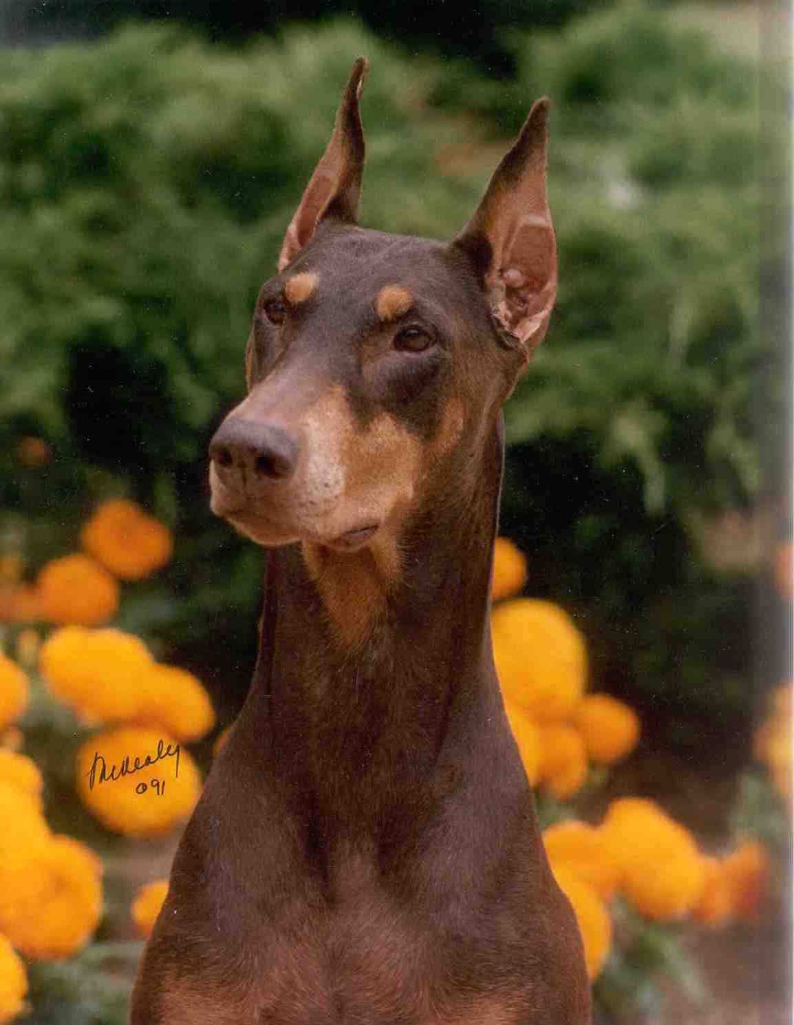 History – Platinumdobermans.com